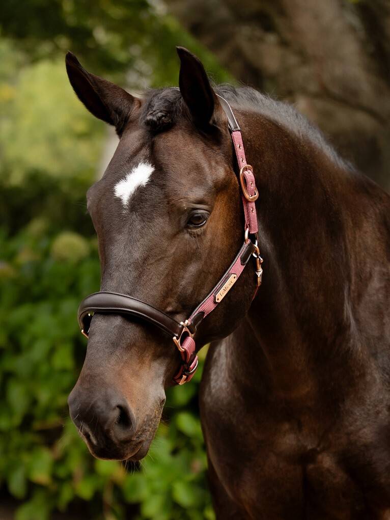 Capella Headcollar – SHOP. at Spruce Meadows